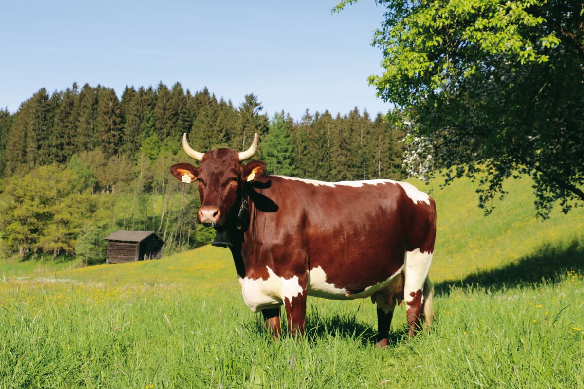 Original Pinzgauer - CATTLEBREEDERS AUSTRIA