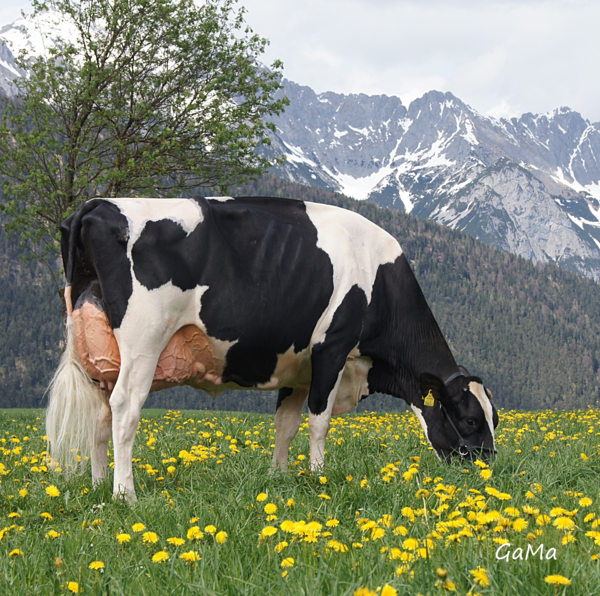 Holstein - CATTLEBREEDERS AUSTRIA